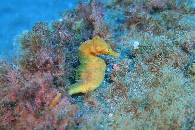 Fun Scuba Diving in Tenerife - The Dive Experience: What to Expect