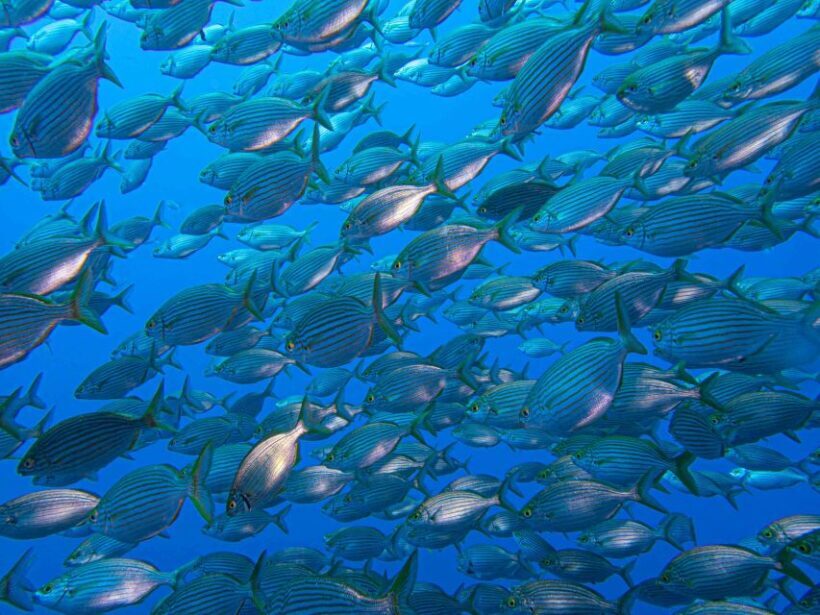 Funchal: Advanced Scuba Diving Afonso Cerqueira Wreck - What’s Included and What You Should Expect