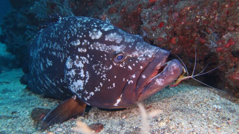 Funchal: Advanced Scuba Diving Afonso Cerqueira Wreck - Authentic Experiences and Traveler Feedback