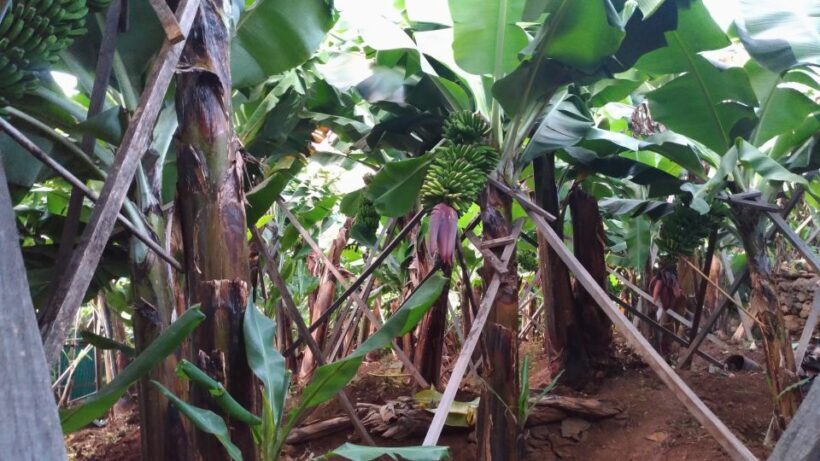 Funchal Agriculture Green Tour - Starting Point: Funchal’s Banana Fields
