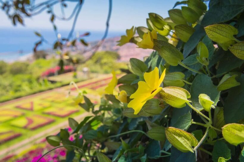 Funchal: Botanical Garden and Old Town Private Tuk-Tuk Tour - Who Should Consider This Tour?