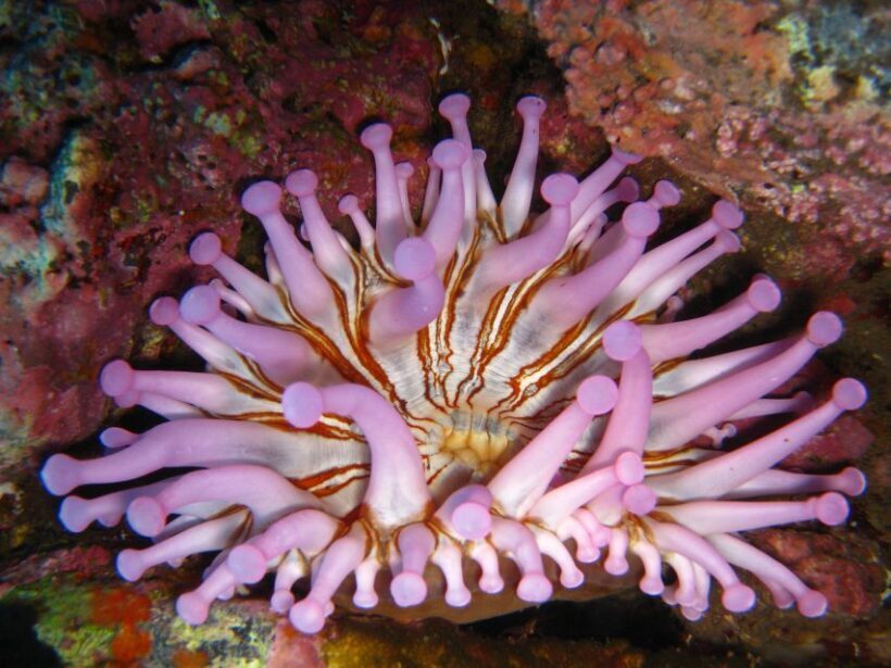 Funchal: Certified Scuba Diving, Guided Tour - Who Will Love This Dive?