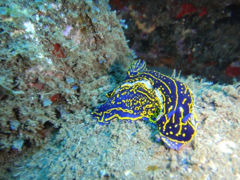 Funchal: Certified Scuba Diving, Guided Tour - Final Thoughts: Why Choose This Tour?
