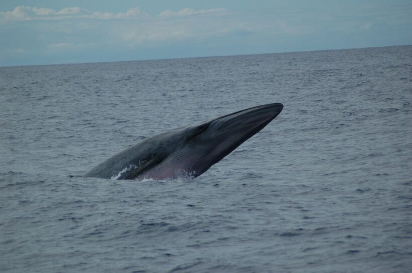 Funchal: Dolphin and Whale Watching Catamaran Cruise - Key Points