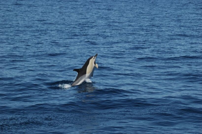 Funchal: Dolphin and Whale Watching Catamaran Cruise - A Deep Dive into the Experience