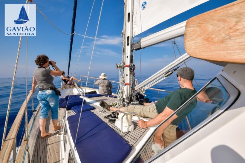 Funchal: Dolphin and Whale Watching Sailing Trip - Authentic Experiences from Travelers
