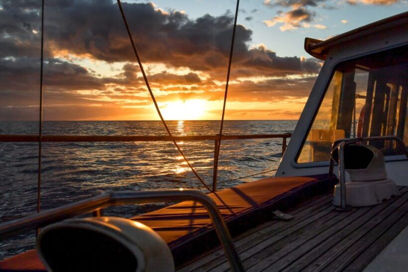 Funchal: Dolphin and Whale Watching Sunset Sailing Tour - The Itinerary: What You Can Expect