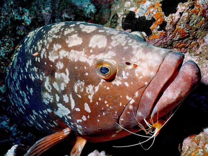 Funchal: Garajau national park - certified divers - An Overview of the Experience