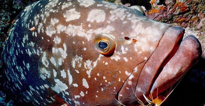Funchal: Garajau national park - certified divers - What’s Included and What’s Not