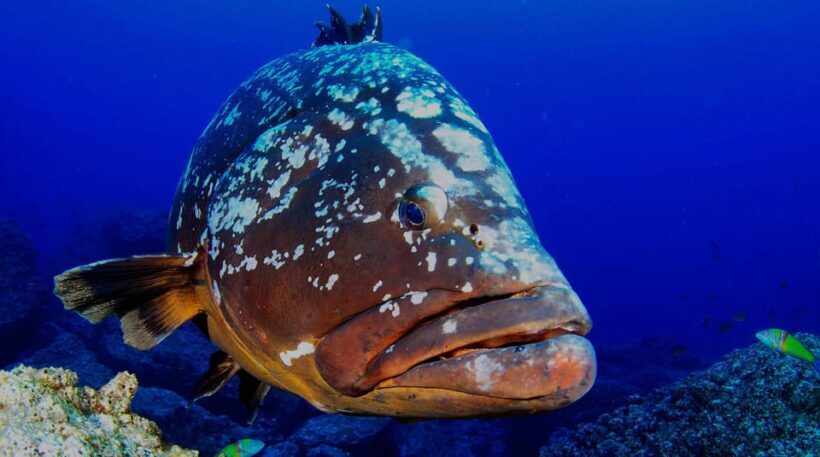 Funchal: Garajau national park - certified divers - Practical Considerations