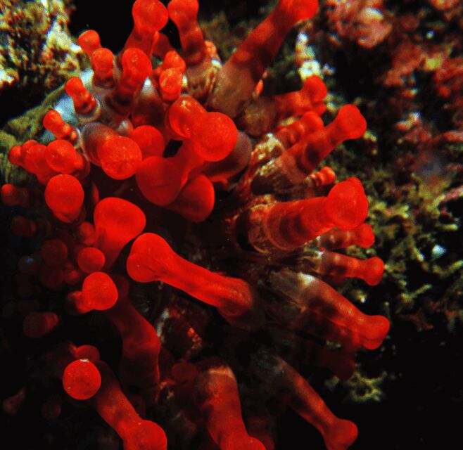 Funchal: Garajau national park - certified divers - Authentic Underwater Encounters