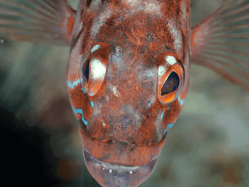 Funchal: Garajau national park - certified divers - The Value of This Experience