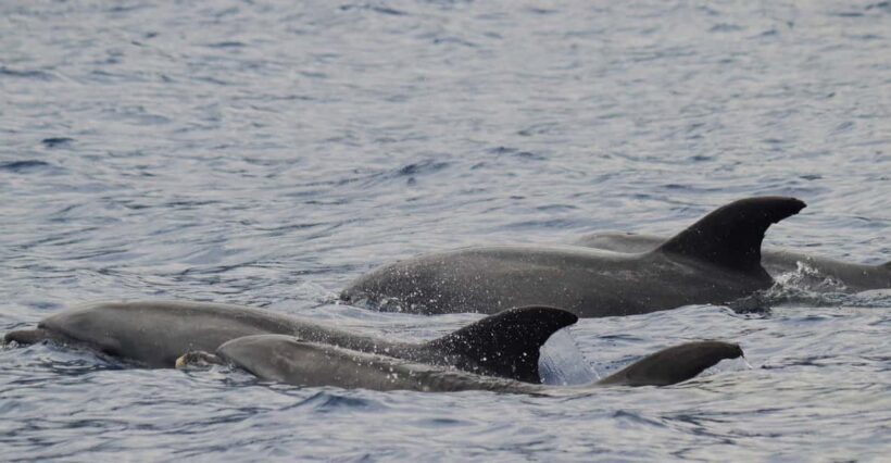 Funchal: Guarantee Wild Dolphin&Whale Watching by RIB - Key Points