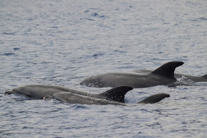Funchal: Guarantee Wild Dolphin&Whale Watching by RIB - What You Can Expect from the Tour