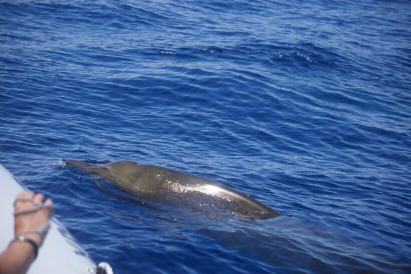 Funchal: Guarantee Wild Dolphin&Whale Watching by RIB - Snorkeling and Wildlife Encounters