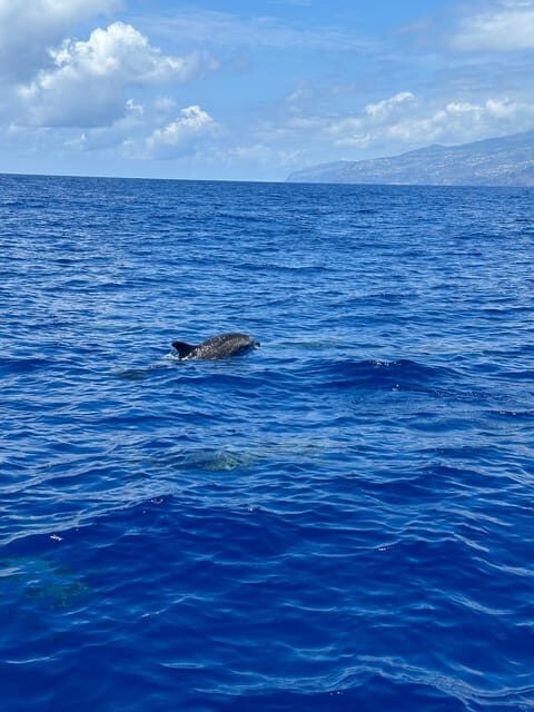 Funchal: Guarantee Wild Dolphin&Whale Watching by RIB - The Itinerary in Detail