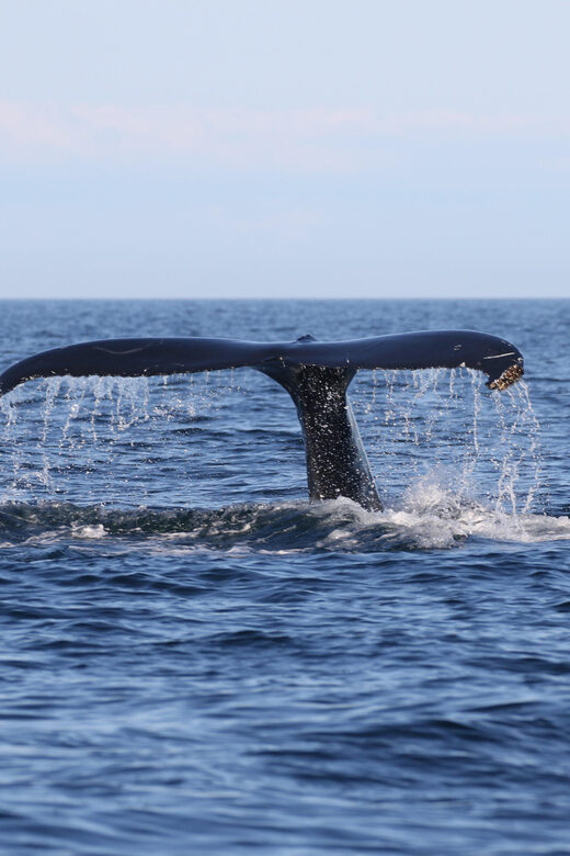 Funchal: Guarantee Wild Dolphin&Whale Watching by RIB - Real Traveler Insights