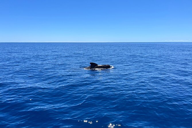 Funchal Half and Full Day Private Sailboat Tour - Sailing and Water Activities