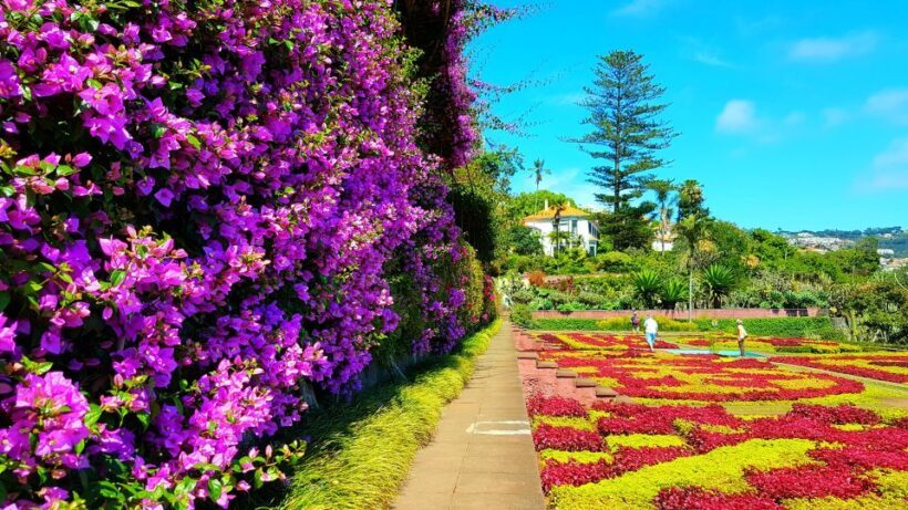 Funchal: Madeira Botanical Garden Private Tuk-Tuk Tour - The Sum Up: Is This the Right Tour for You?