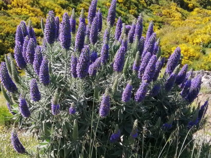 Funchal: Nuns Valley Easy Walk with Mountain Surroundings - Key Points