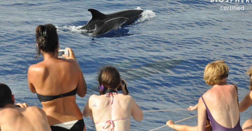 Funchal: Pico Arieiro, Cristo Rei and Dolphins Watching - Starting Point and Early Views of Funchal