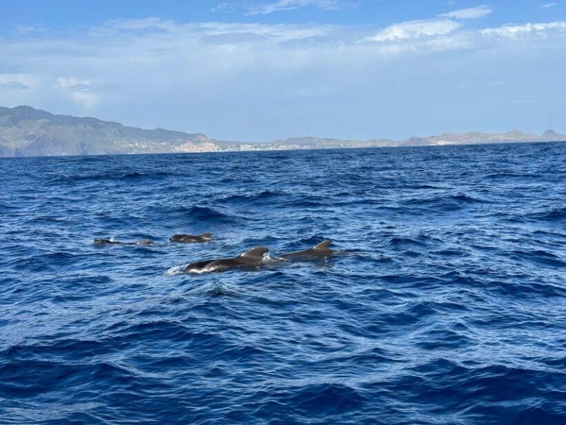 Funchal: RIB Whale Watching Cruise and Optional Dolphin Swim - What You Can Expect from This RIB Whale Watching Tour