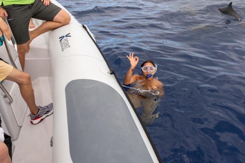 Funchal: RIB Whale Watching Cruise and Optional Dolphin Swim - Pricing and Value Analysis