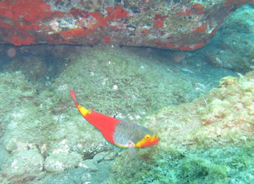 Funchal: Scuba Diving Experience for Beginners - Who Should Consider This Tour?