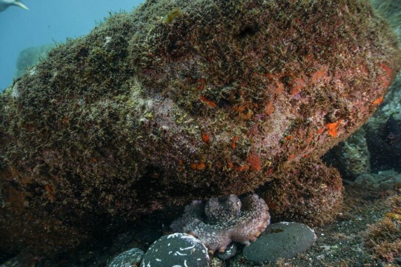 Funchal: Scuba Diving Experience for Beginners - Frequently Asked Questions