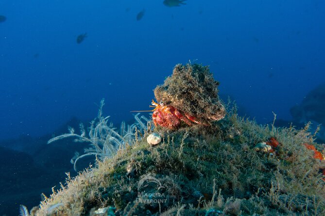 Funchal: Scuba Diving Experience for Beginners - Exploring the Underwater World of Madeira
