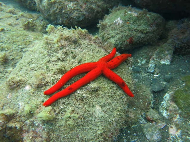 Funchal: Snorkeling Adventure in Eco-Park / Shore or by Boat - Introduction: Exploring Madeira’s Underwater Wilderness