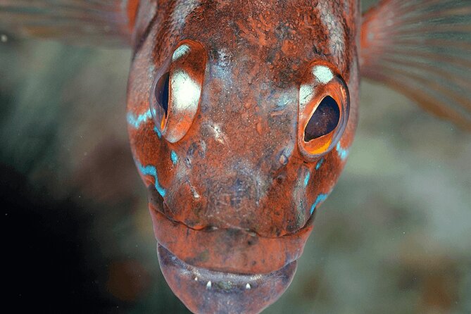 Funchal: Snorkeling Adventure in Eco-Park / Shore or by Boat - The Sum Up
