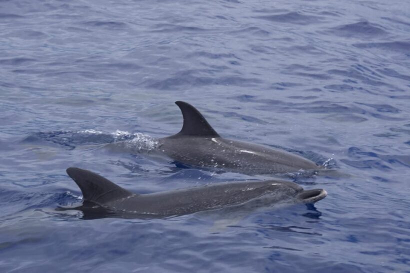 Funchal: Sunset over water by RIB boat +opt Dolphin/Whale - The Experience: What to Expect from the Madeira Sunset Boat Tour