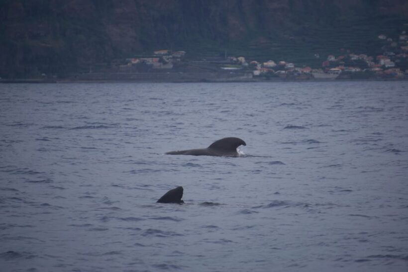 Funchal: Sunset over water by RIB boat +opt Dolphin/Whale - Who is this tour best suited for?