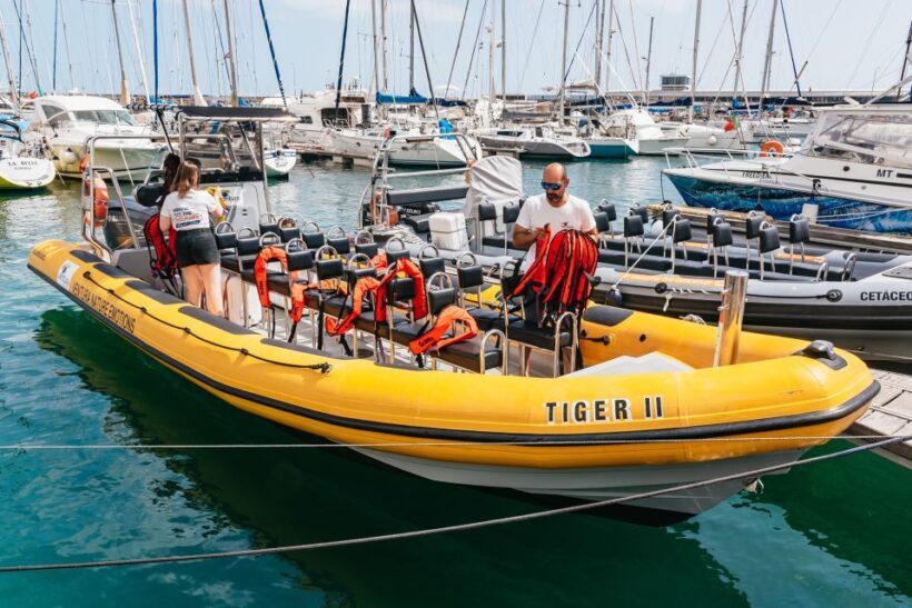Funchal: Whale and Dolphin Watching Speed Boat Tour - Introduction: Why This Tour Is Worth Considering