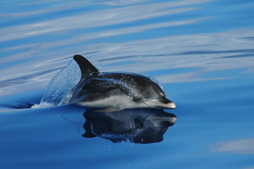 Funchal: Whale and Dolphin Watching Speed Boat Tour - The Value of the Tour: Price and Experience