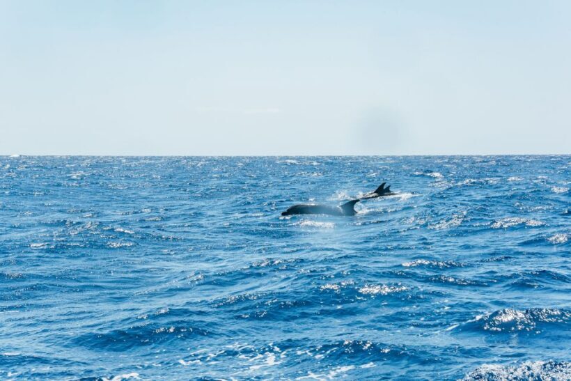 Funchal: Whale and Dolphin Watching Speed Boat Tour - Practical Tips for Travelers