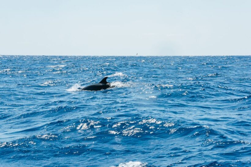 Funchal: Whale and Dolphin Watching Speed Boat Tour - FAQ: Your Questions Answered