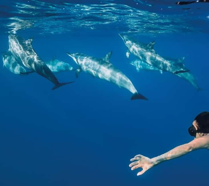Funchal: Whale Watching and Swimming with Dolphins Cruise - Introduction: An Exciting Marine Adventure in Madeira