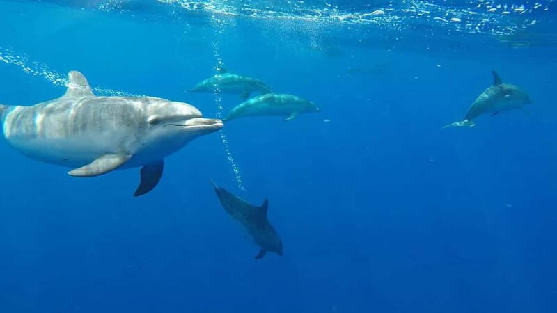 Funchal: Whale Watching and Swimming with Dolphins Cruise - The Experience on Small Boats