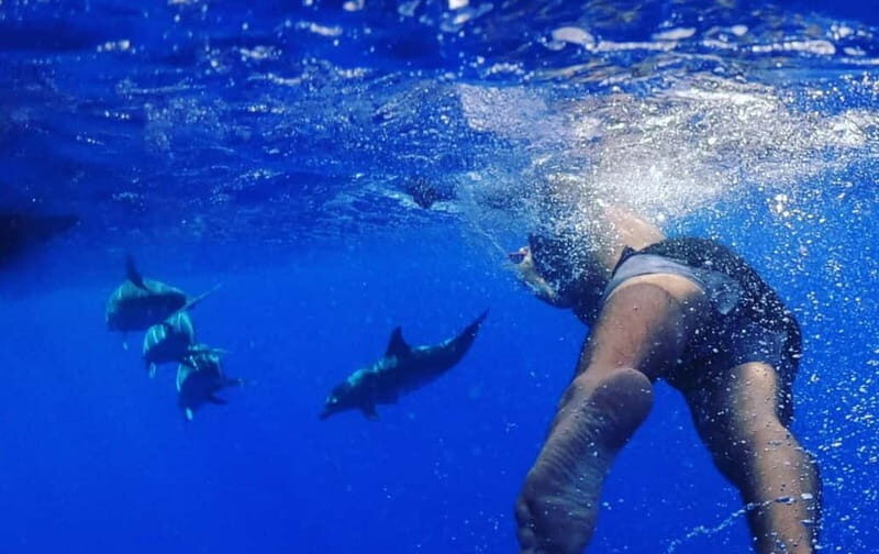 Funchal: Whale Watching and Swimming with Dolphins Cruise - Pricing and Value