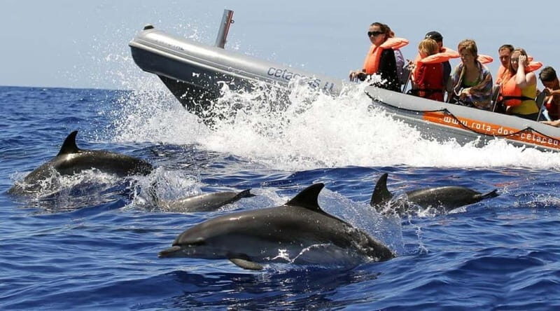 Funchal: Whale Watching and Swimming with Dolphins Cruise - The Sum Up: Is This Tour Right for You?