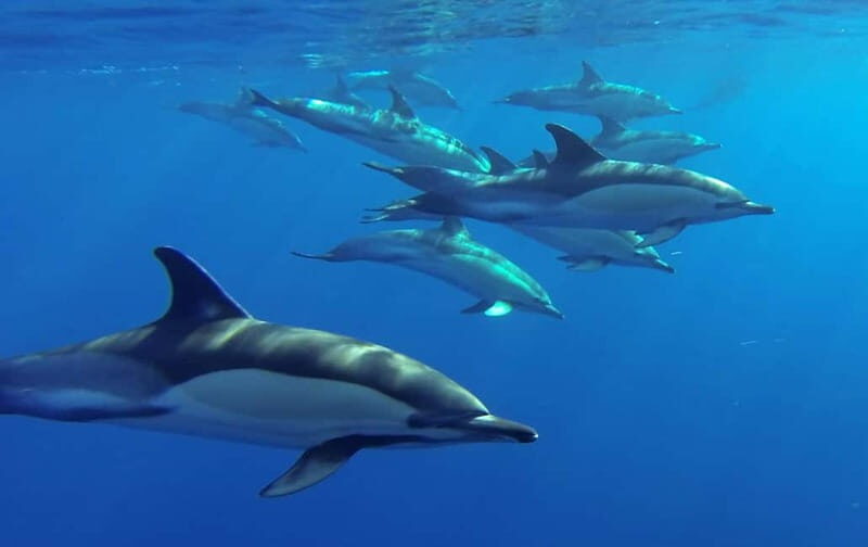 Funchal: Whale Watching and Swimming with Dolphins Cruise - FAQ