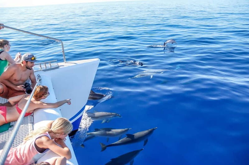 Funchal:Hop-on Hop-off Bus & Whale & Dolphin boat Excursion - The Land Experience: Funchal and Câmara de Lobos by Bus