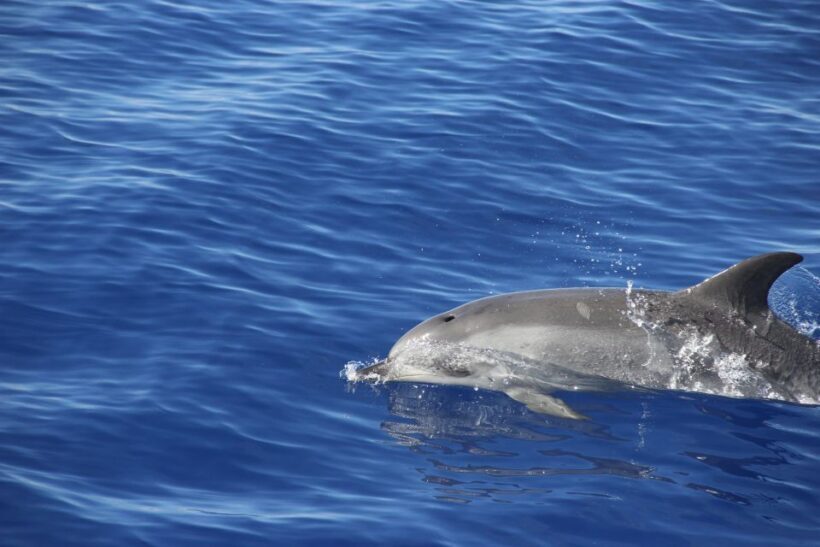 Funchal:Hop-on Hop-off Bus & Whale & Dolphin boat Excursion - Cultural and Tasting Highlights