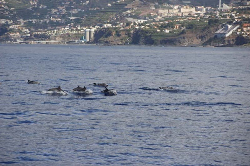 Funchal:Hop-on Hop-off Bus & Whale & Dolphin boat Excursion - Final Thoughts
