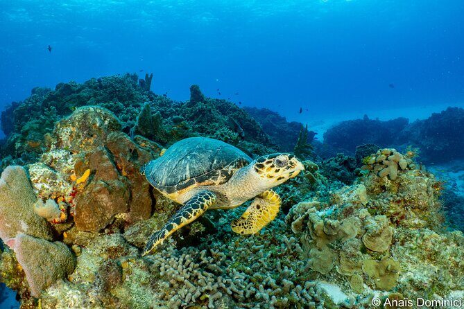 FunDiving in Cozumel - By Ferry - 2 Tanks in the wonderful Caribbean sea - Overview and Why It’s Worth Considering