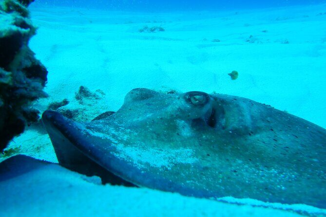 FunDiving in Cozumel - By Ferry - 2 Tanks in the wonderful Caribbean sea - Who Should Book This Tour?