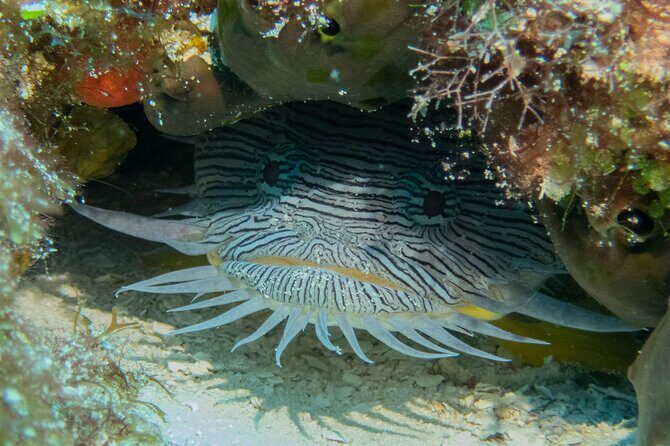 FunDiving in Cozumel - By Ferry - 2 Tanks in the wonderful Caribbean sea - The Sum Up: Who Will Love This Experience?