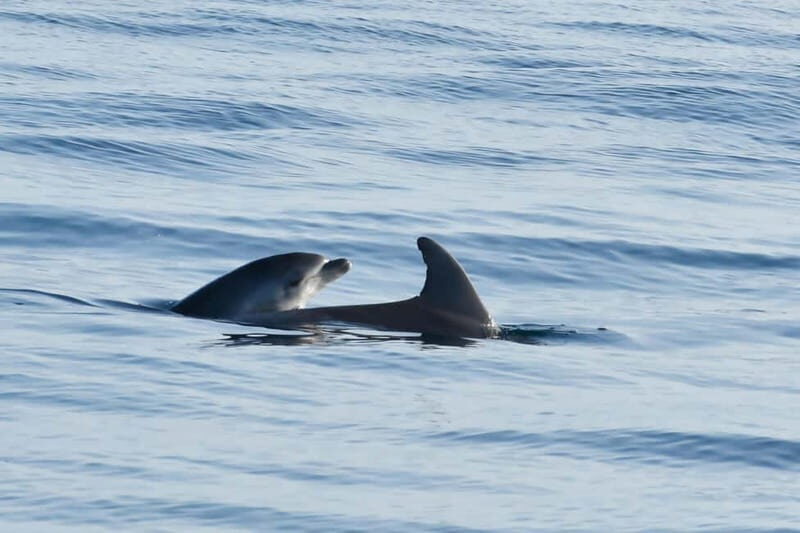 Funtana,Vrsar: Dolphin watching at sunset,drinks included - A Stunning Sunset with Dolphins: The Funtana-Vrsar Boat Tour